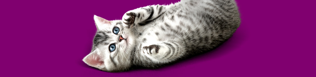 Jenis-Jenis Kucing Populer | WHISKAS® Indonesia